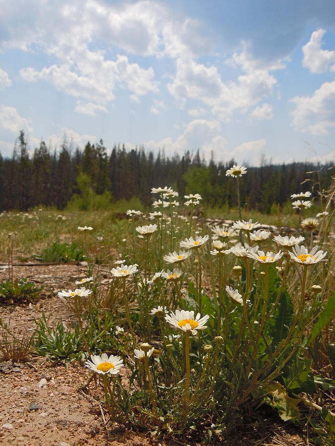 Daisy Patch Photograph by Heather Coen - Fine Art America