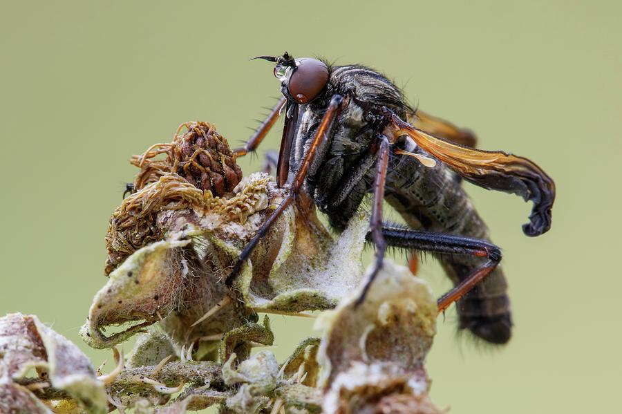 Dance Fly by Science Photo Library