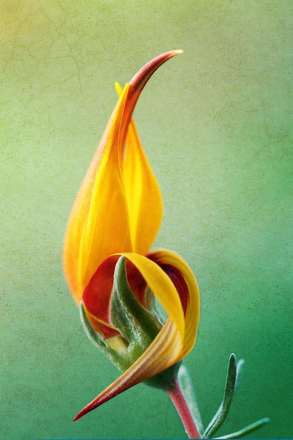 Dancer Photograph by Jess Williams | Fine Art America