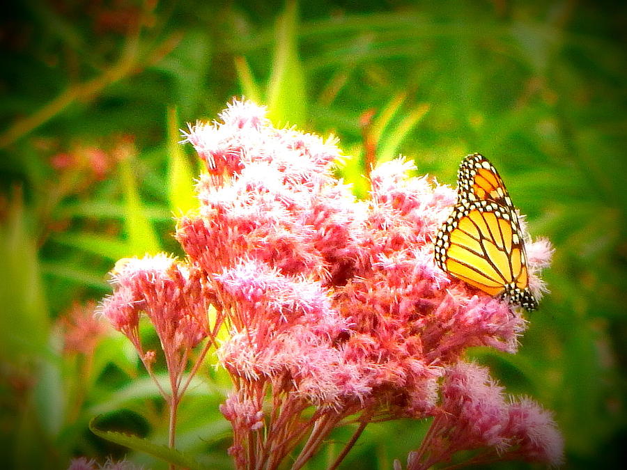 Dancing Butterfly Photograph by Kimberly Woyak - Fine Art America