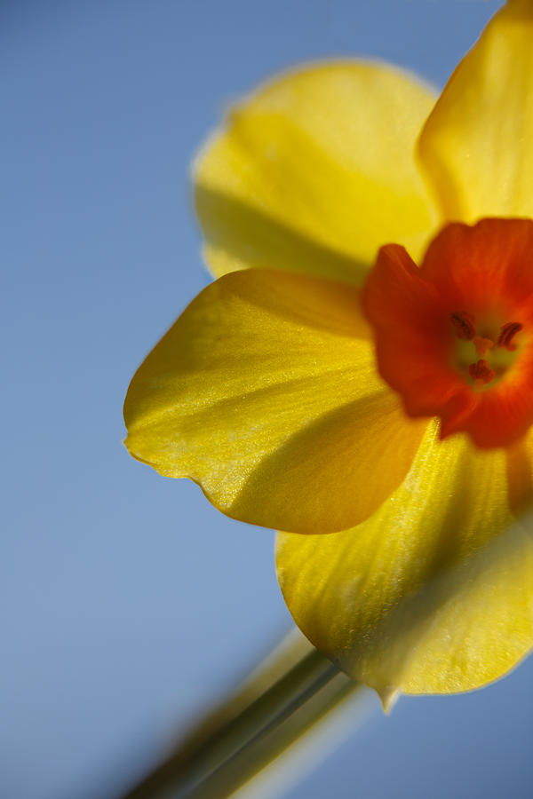 Dancing daffodil Photograph by Izzy Standbridge - Fine Art America