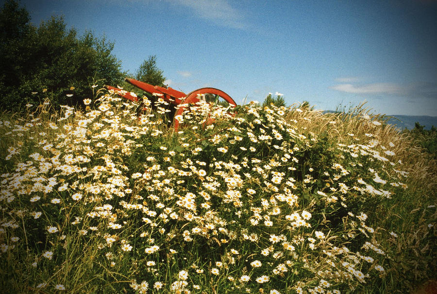Dancing Daffodils Photograph by Audrey Robillard - Fine Art America