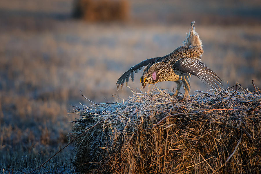 Dancing Sharpie Photograph by Tim Bjerk - Fine Art America