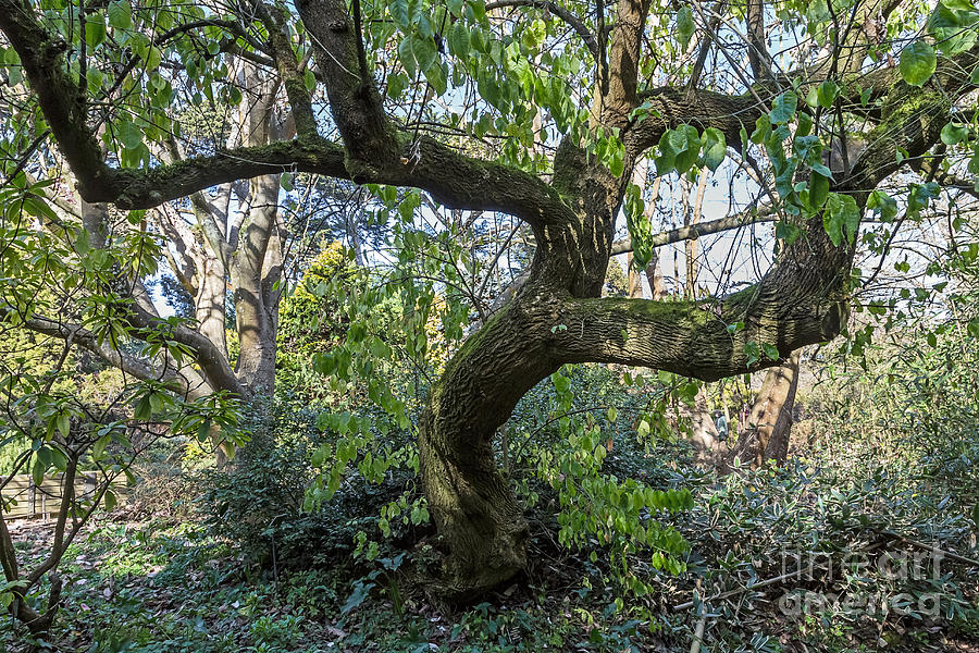 Dancing Tree Photograph by Kate Brown