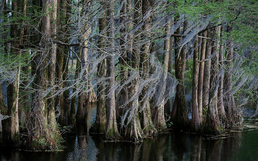 Dancing Trees Photograph by Paulette Thomas - Fine Art America