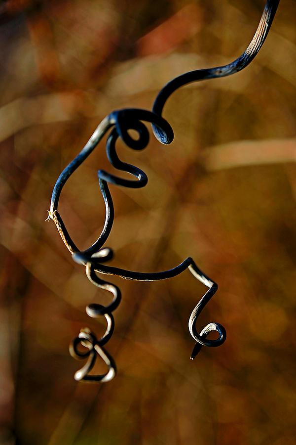 Dancing Vine Photograph by Beth Akerman - Fine Art America