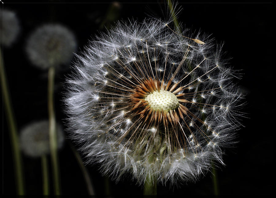 Dandelion 2 Photograph by Richard Macintyre - Fine Art America