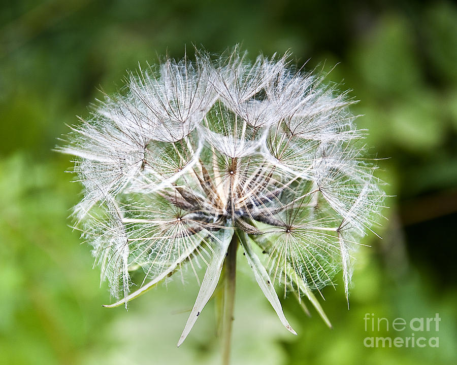 Dandelion Photograph by Daniela White - Pixels