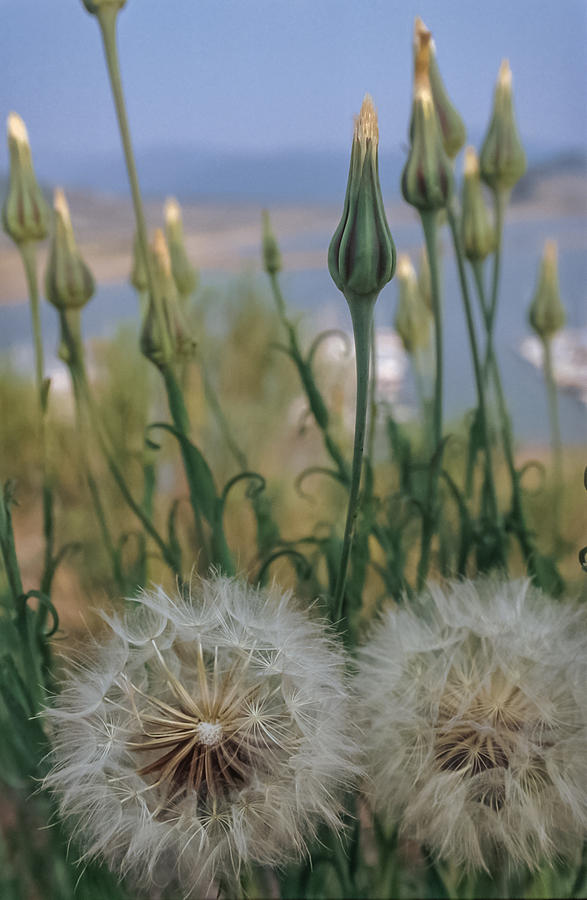Dandelion Photograph by Mark Kimm - Fine Art America