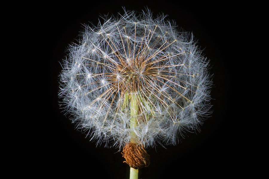 Dandelion Seed Ball Photograph by Jens Lambert - Fine Art America