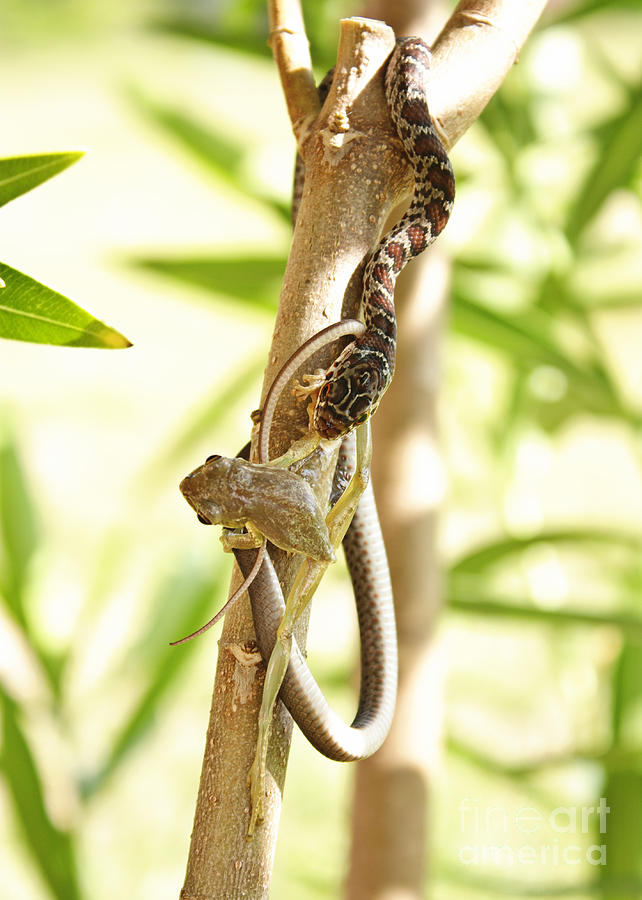 Danger Photograph by Lindsey Combs - Fine Art America