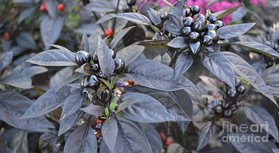Dark Berries 2 Photograph by Brian Schell - Fine Art America