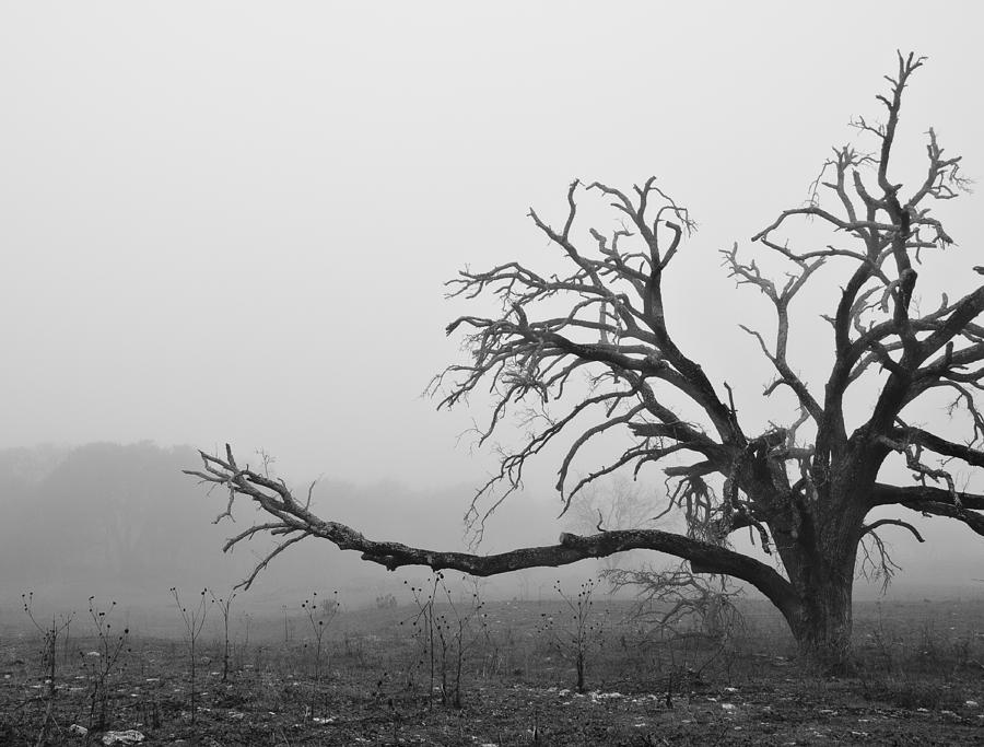 Dark Mist Photograph by Gerald Andersen - Pixels