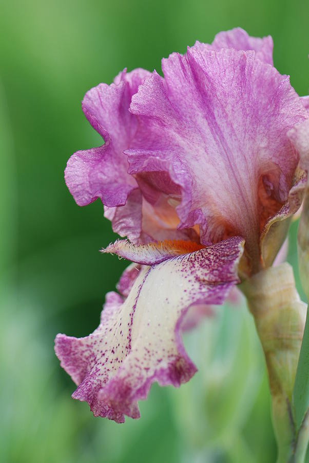 Dark Pink Bearded Iris Photograph by Amy Porter - Fine Art America