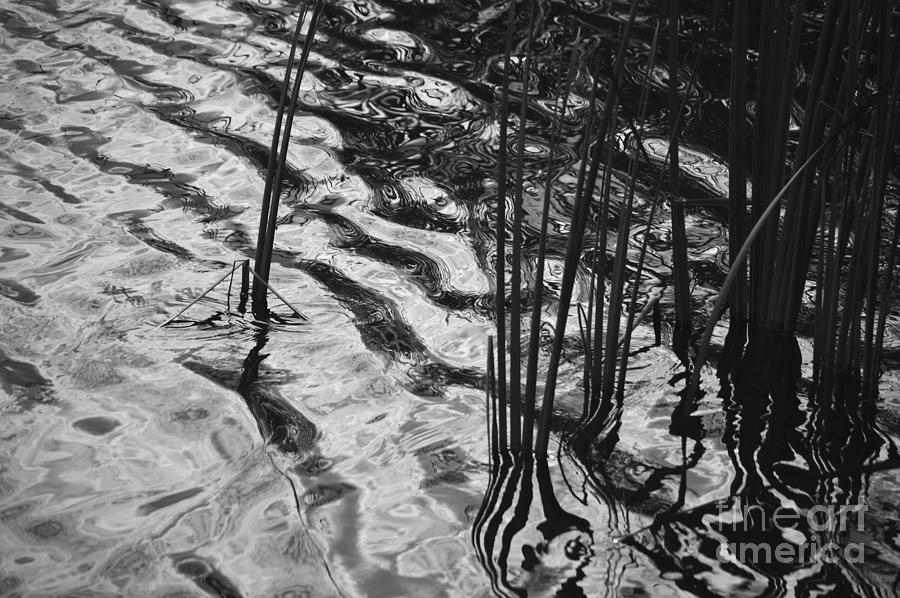 Dark Reflection Photograph by Rose Nemcosky-Arneson