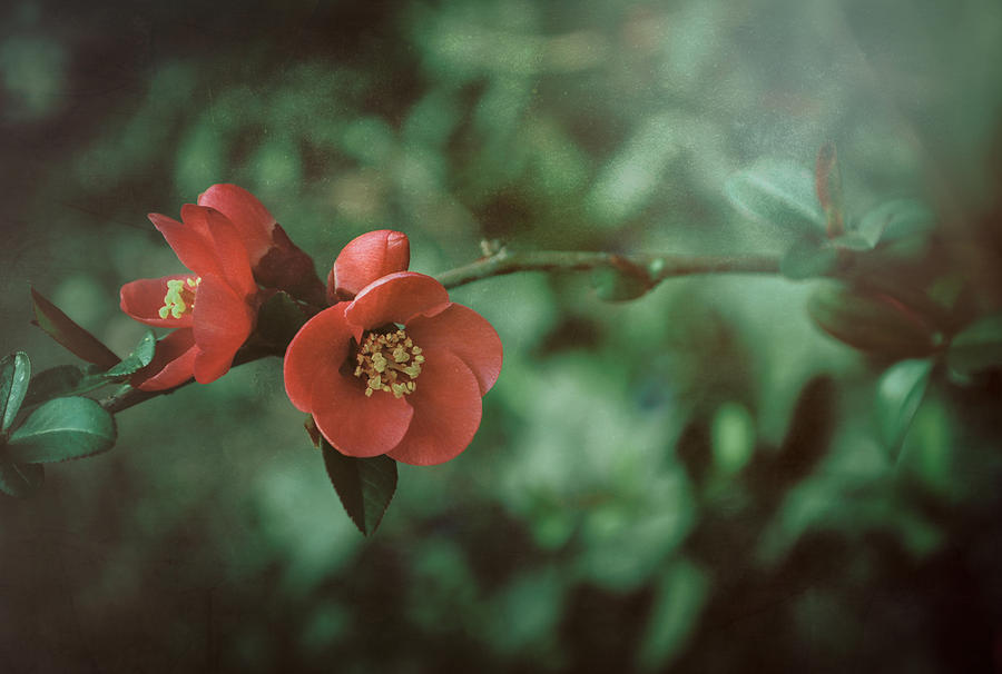 dark Spring Photograph by Sindy Durasin - Pixels