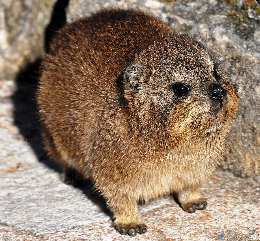 Dassie Photograph by Gail Tunberg - Pixels