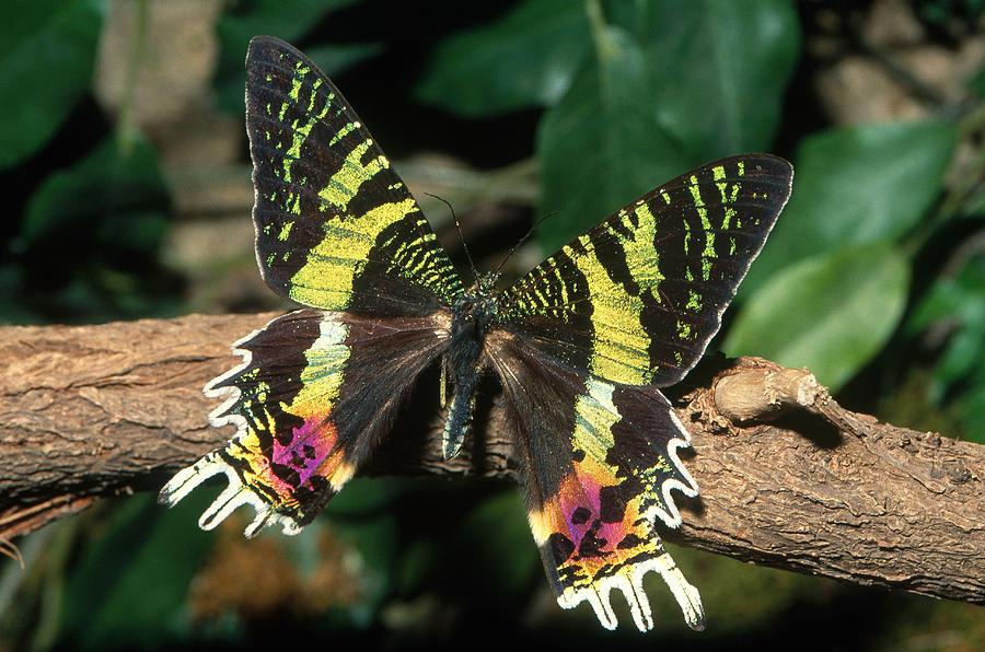 Day-flying Moth Photograph by John Mitchell - Fine Art America