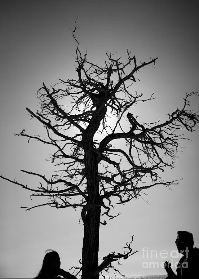 Dead cypress tree Photograph by B Christopher - Pixels
