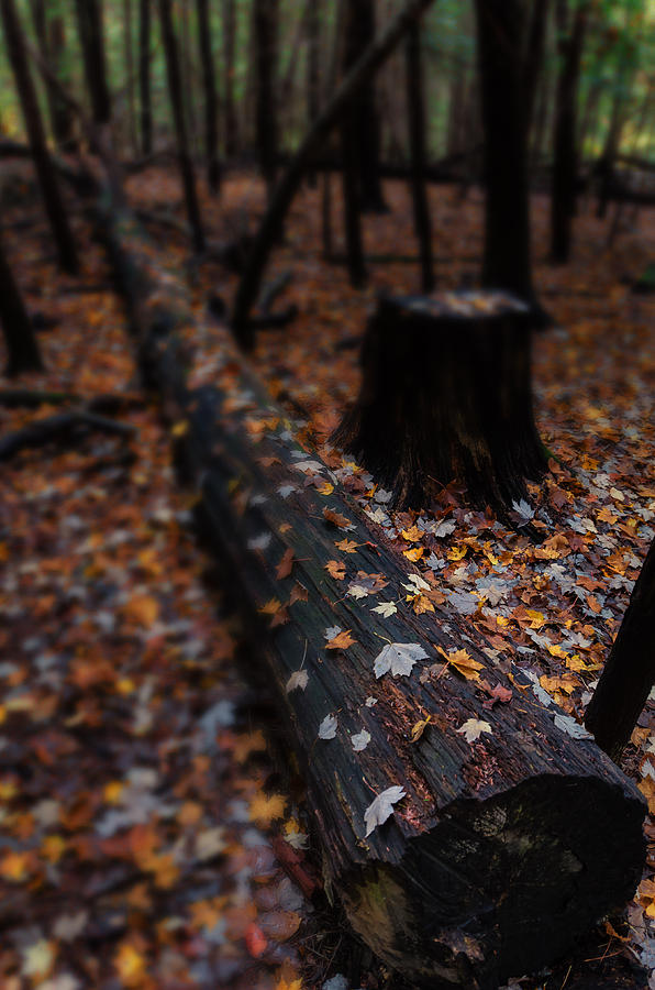 Dead Fall Photograph by Michael Demagall - Fine Art America