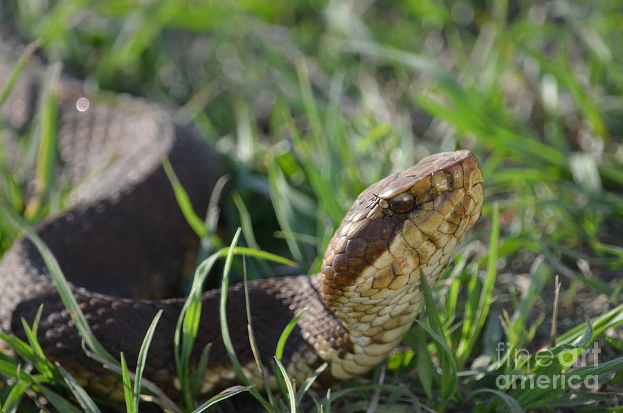 Deadly Stare Photograph by Kathy Gibbons - Fine Art America