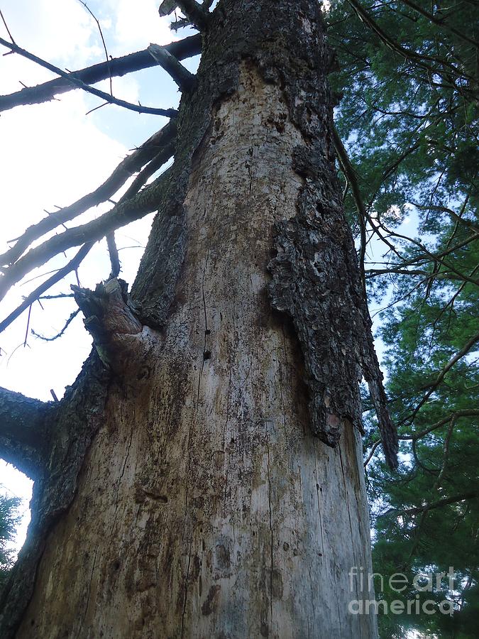 Debarking Tree Photograph by Paula Talbert - Fine Art America