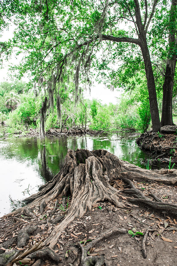 Decaying stump Photograph by Jeff Tureaud - Fine Art America