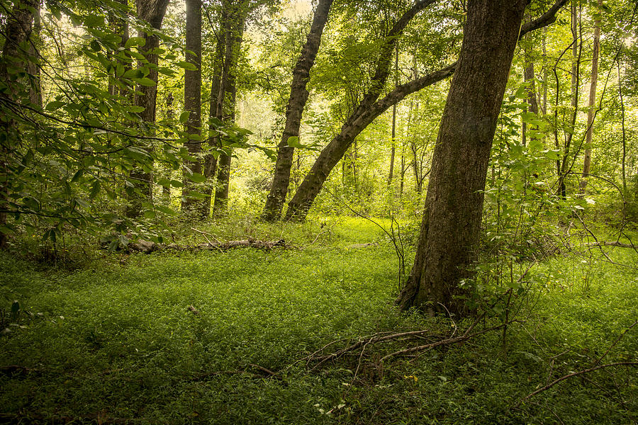 Deep In The Woods Photograph by Cindy Rubin - Pixels
