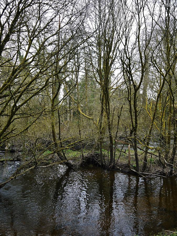 Deep Inside the Forest Photograph by Trace - Fine Art America