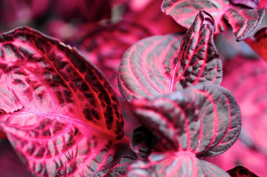 Deep Red Photograph by Max Ratchkauskas - Fine Art America