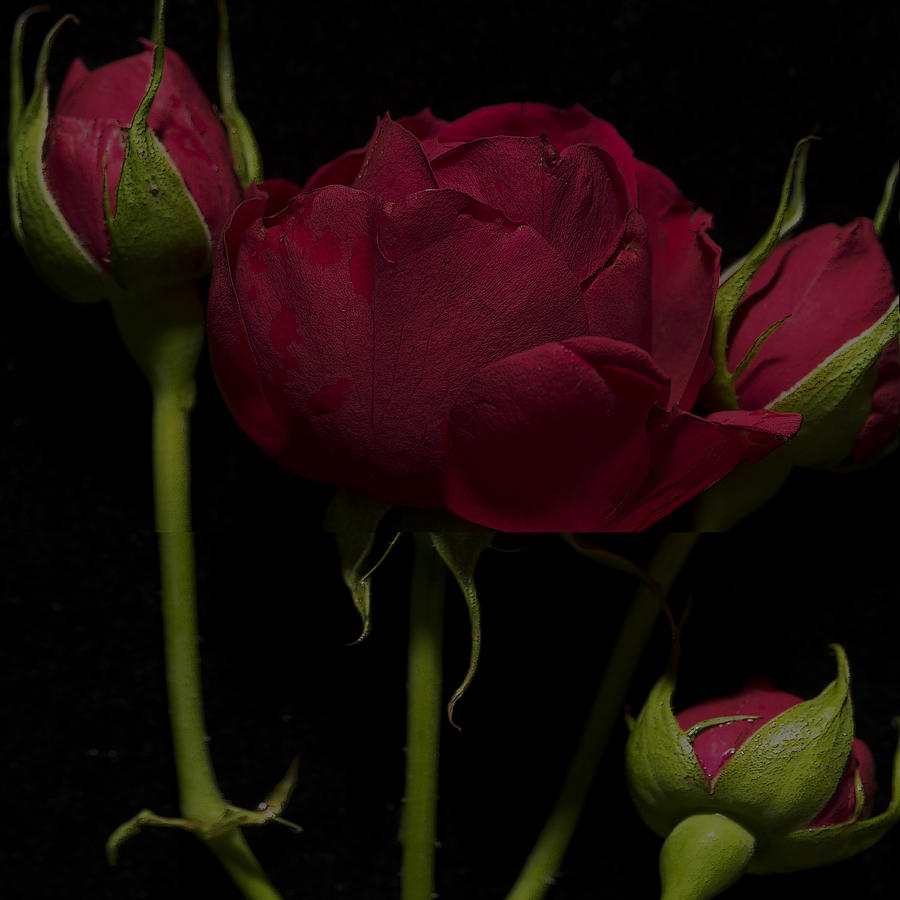 Deep Rose Photograph by Stoney Stone - Pixels