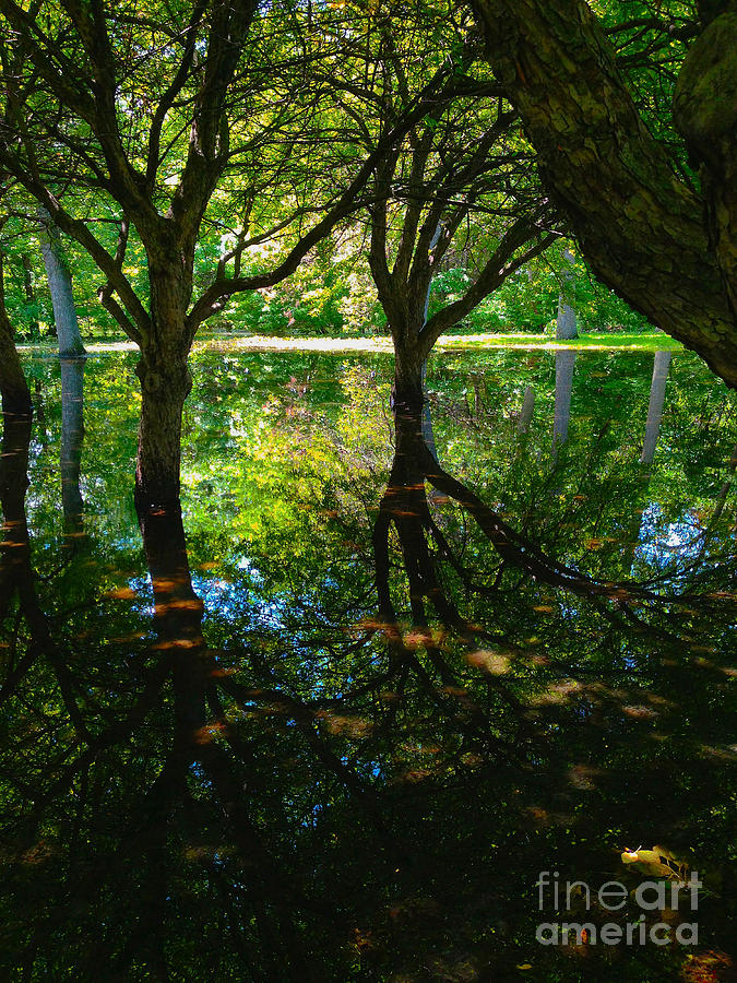 Deep Shadows Trees in Water Photograph by Patrick Ayden James - Fine ...