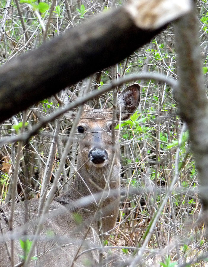 Deer in Hiding Photograph by Don Kosterman - Fine Art America