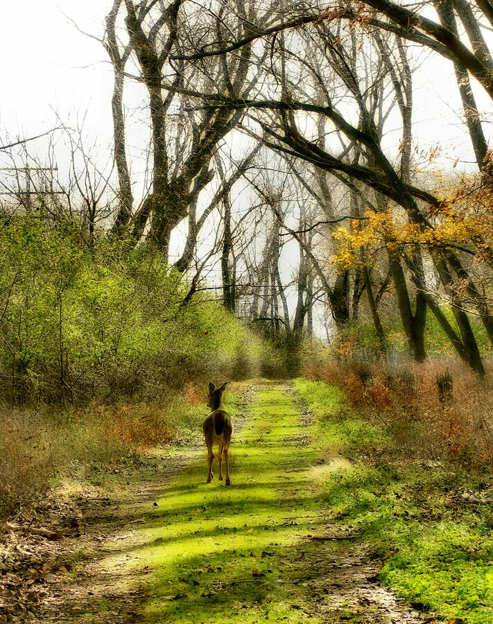Deer Path Photograph by Gothicrow Images - Pixels