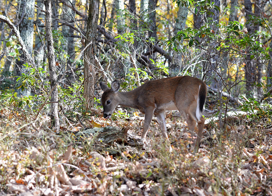 Deer Yearling Photograph by Roy Erickson - Fine Art America