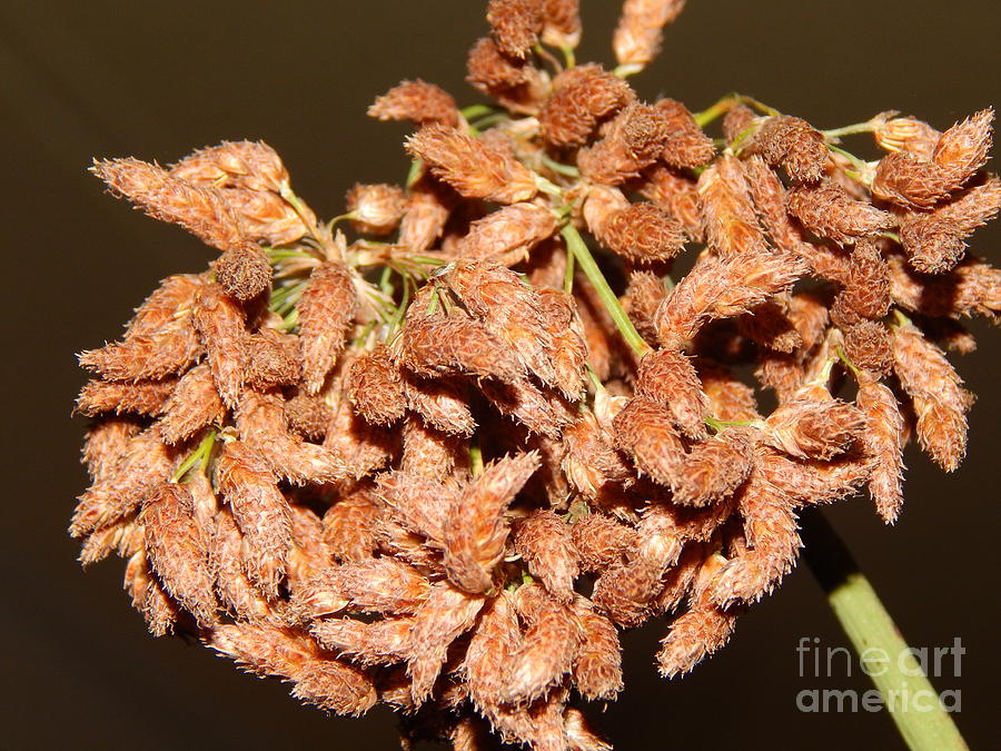 Delta Tule Delight Photograph by Susan Ince - Fine Art America