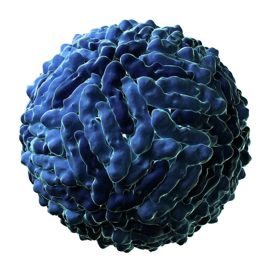 Dengue Virus Particle Photograph by Sciepro/science Photo Library - Pixels