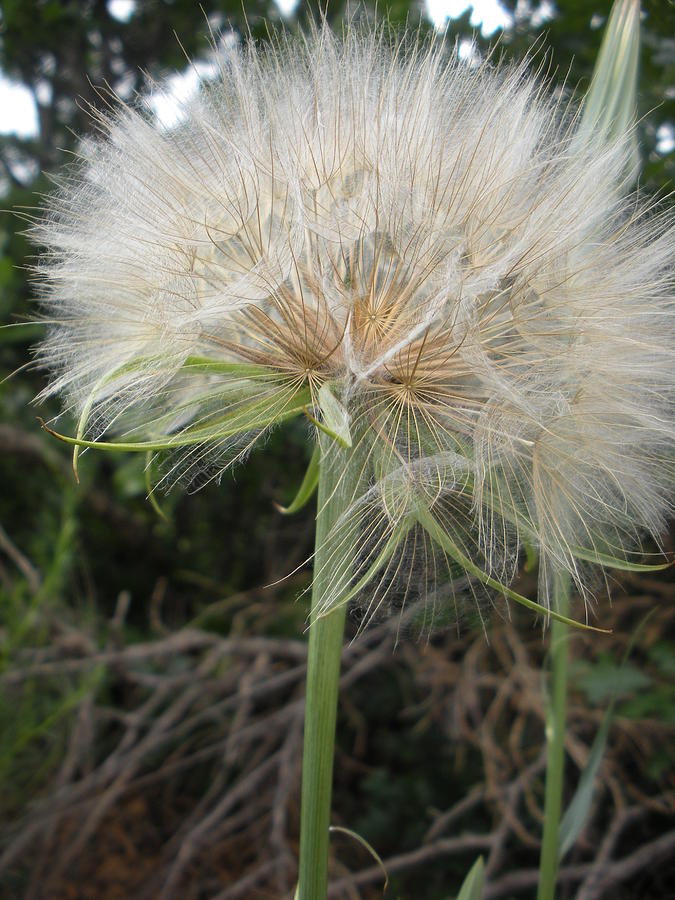 Desert Dandelion 3 Photograph by Isabella McClellan