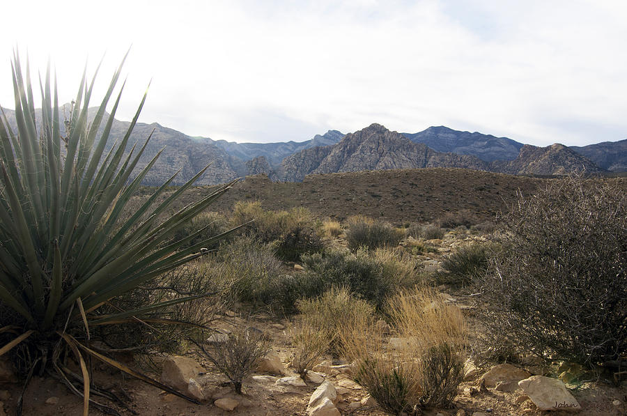 Desert Floor Photograph by John Dauer - Pixels