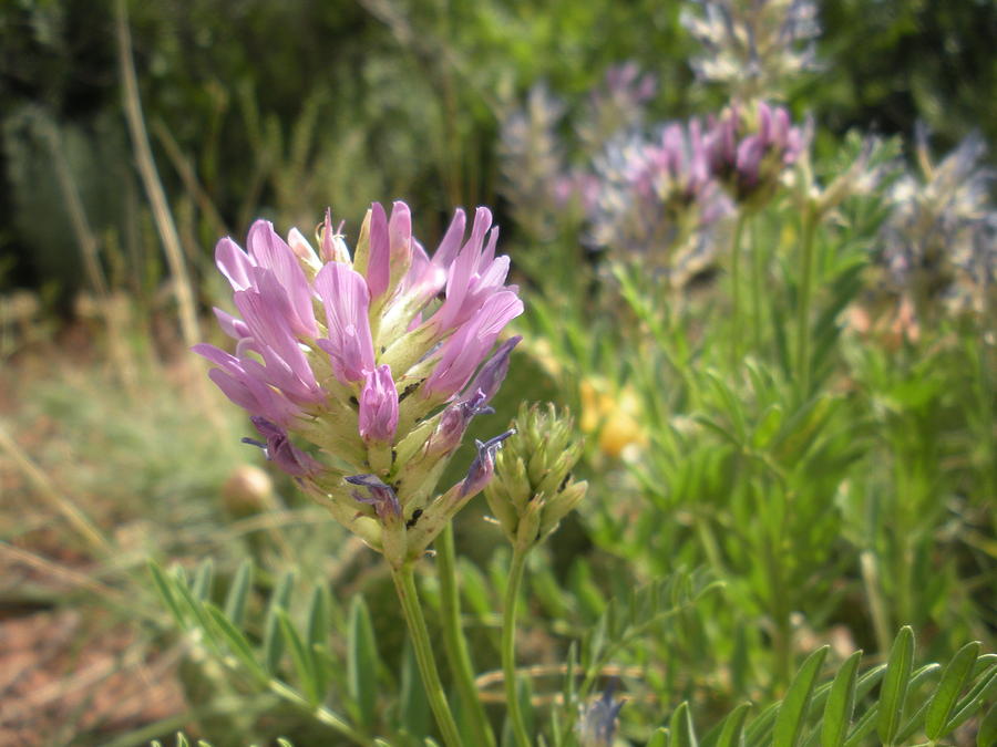 Desert Flower 2 Photograph by Isabella McClellan - Pixels
