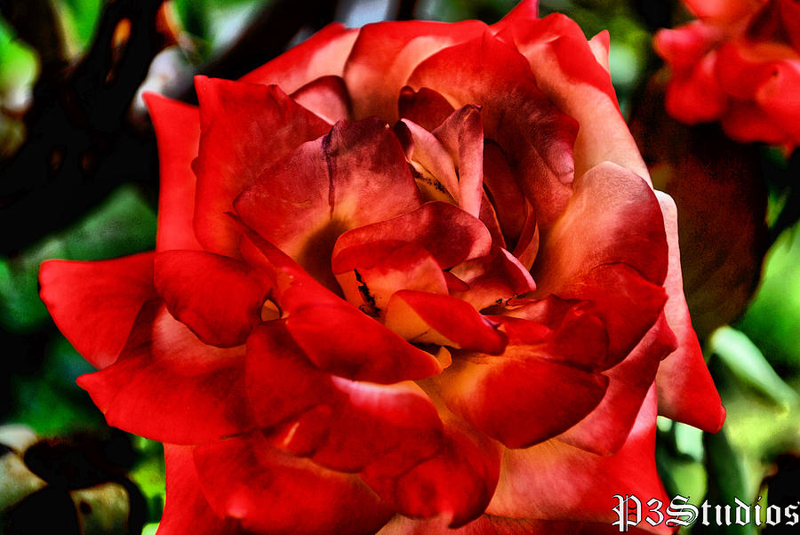 Desert Rose Photograph by Corvus Alyse | Pixels