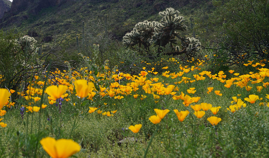 Desert Spring Photograph by Broderick Delaney - Pixels