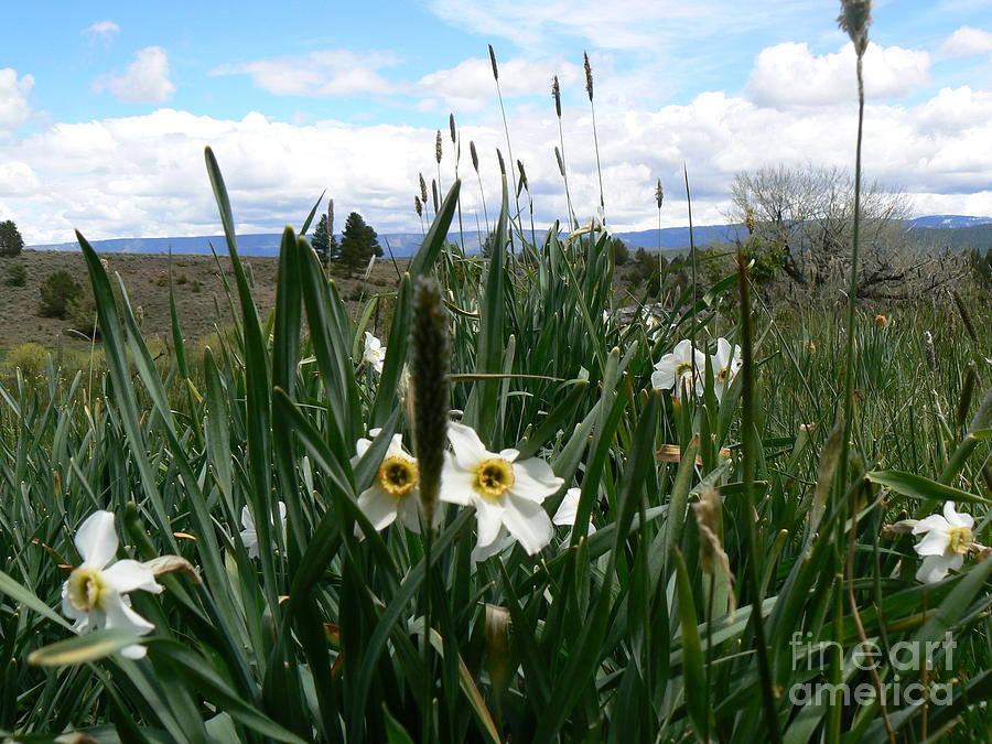 Desert Spring Photograph by Deb CJ Tabor - Fine Art America