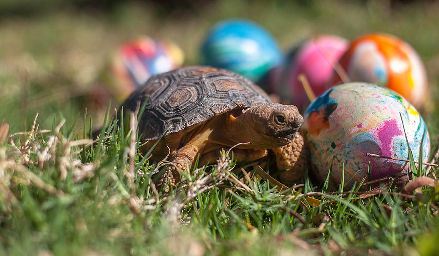 Desert Tortoise Easter Photograph by BG Boyd - Fine Art America