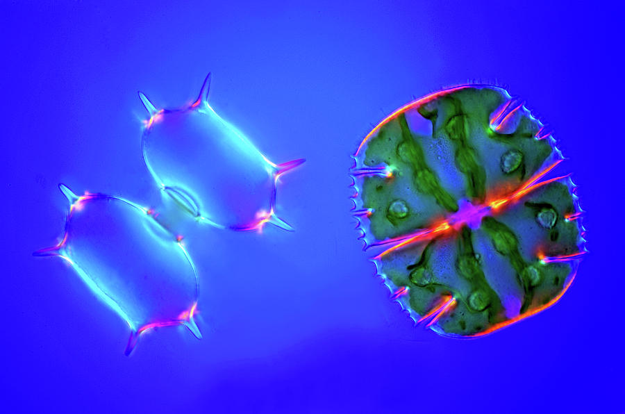 Desmids Photograph by Marek Mis/science Photo Library - Fine Art America
