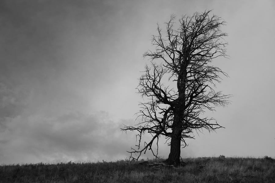 Desolation Photograph by Paul Conner - Fine Art America