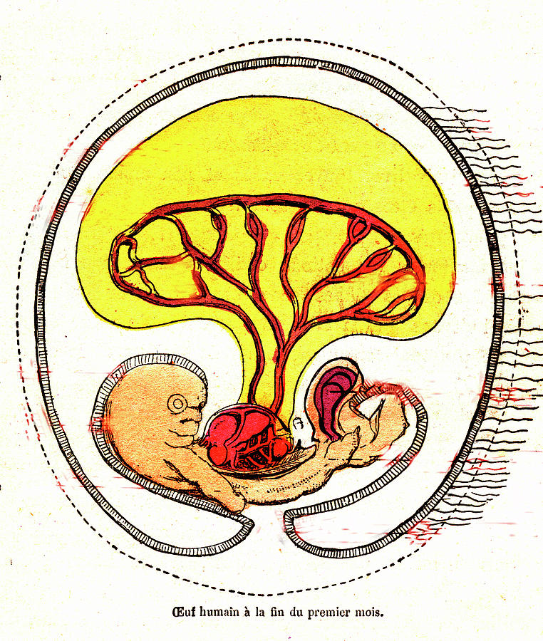 Developing Human Embryo by Science Photo Library