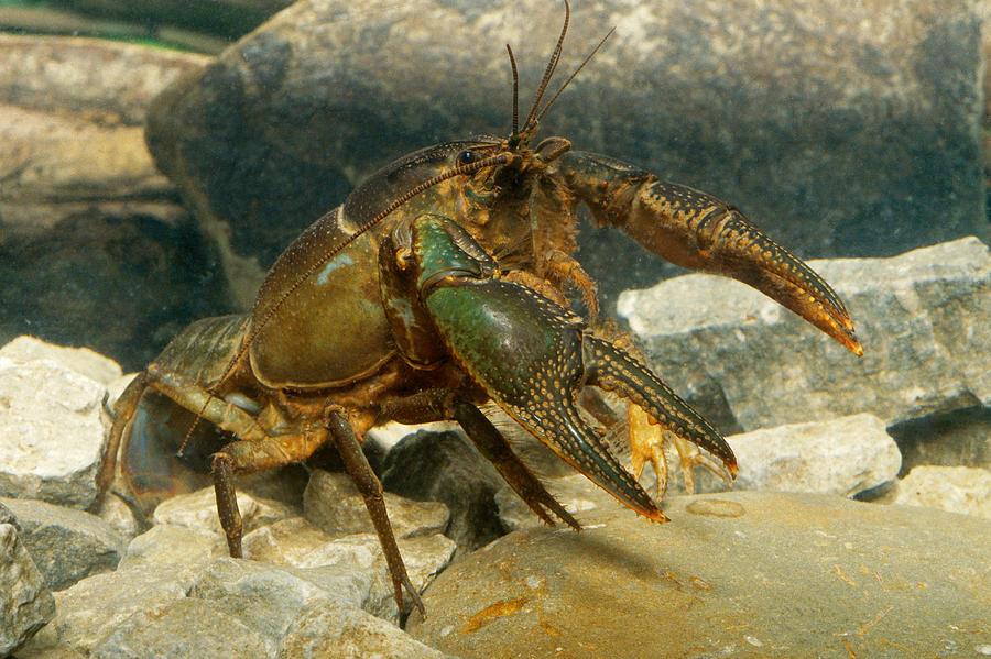 Devil Crayfish Photograph by John Mitchell | Fine Art America