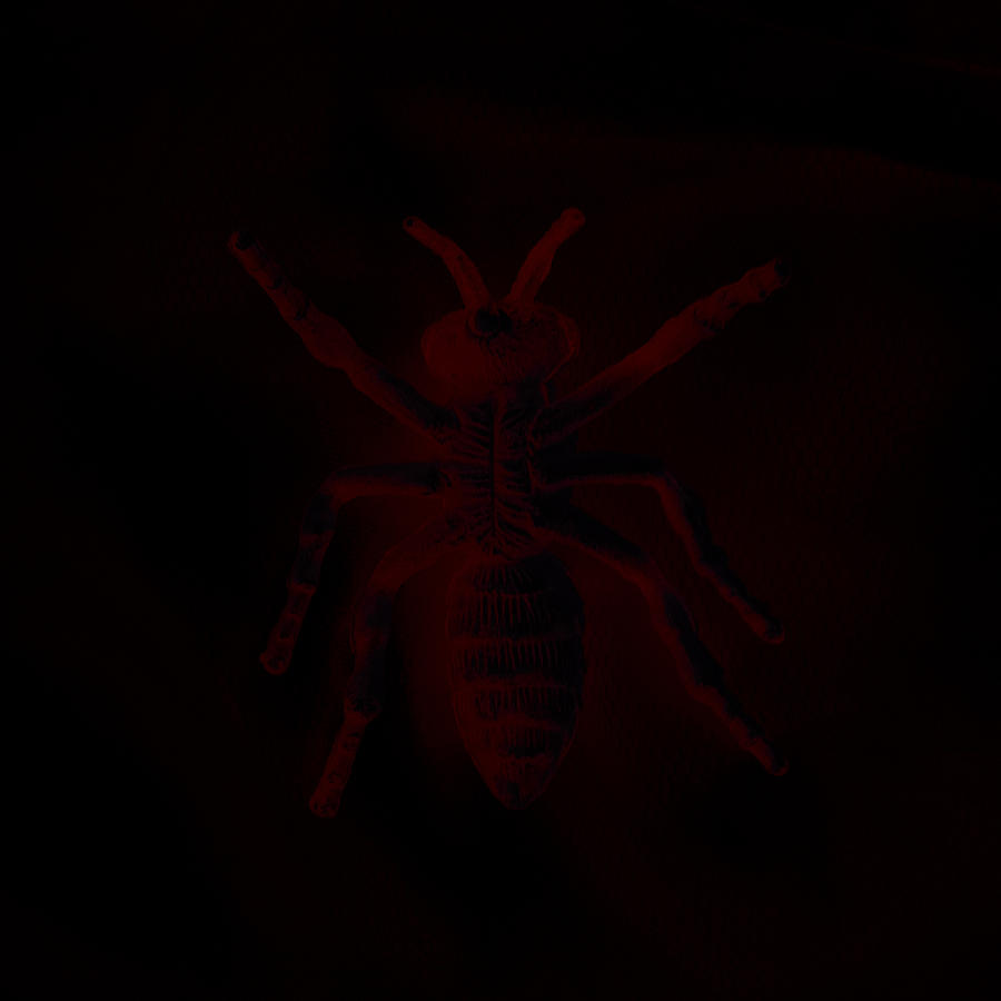 Devil Insect 1 Pyrography by Michael Kraski - Fine Art America