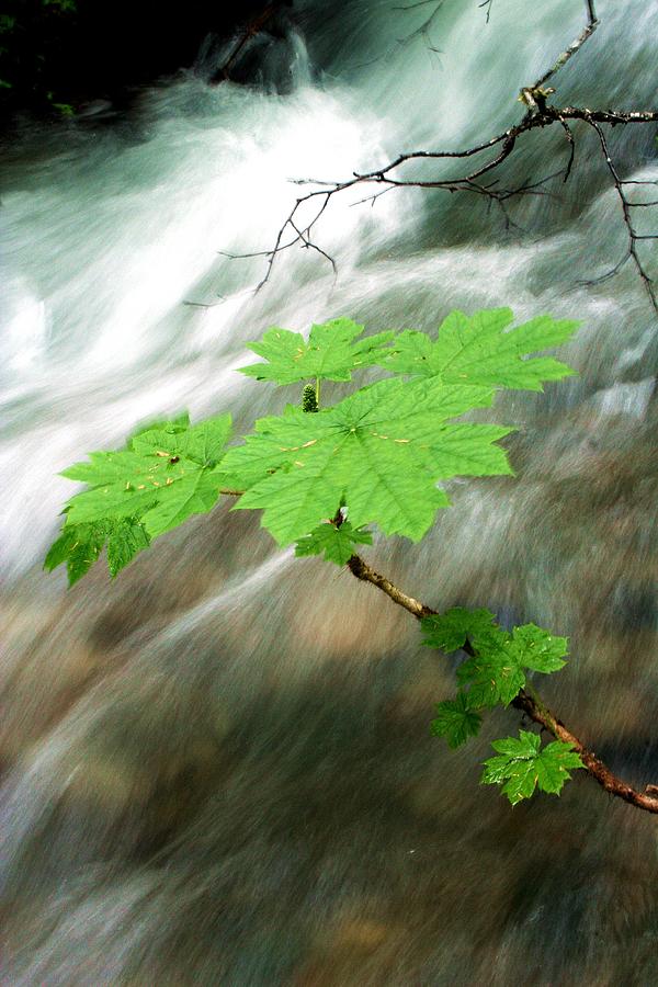 Devil's Streamscape Photograph by Brent Clark - Fine Art America